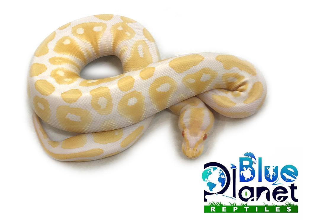 Albino Yellow Belly Ball Python by Blue Planet Reptiles - MorphMarket