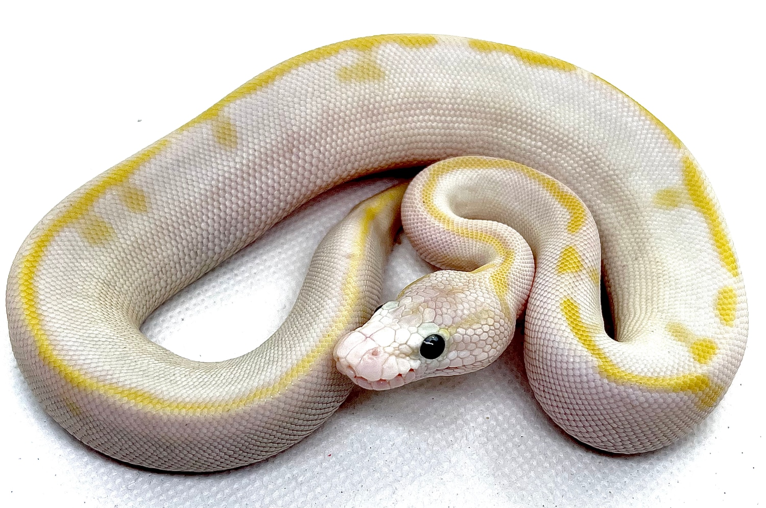 Champagne Butter Pastel Enchi Ghost (Possible Super Enchi) 66% Het Pied ...