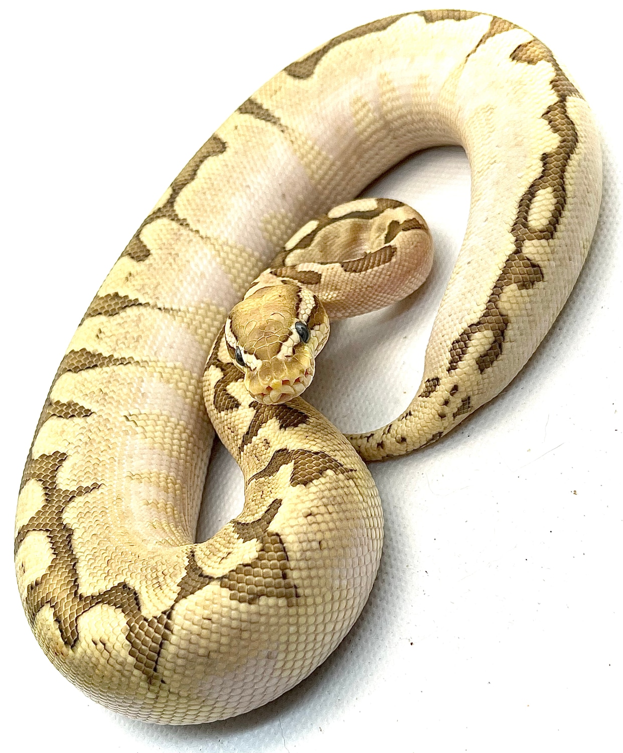 Bamboo Enchi Pastel Orange Dream Ball Python by RAN Morphs - MorphMarket
