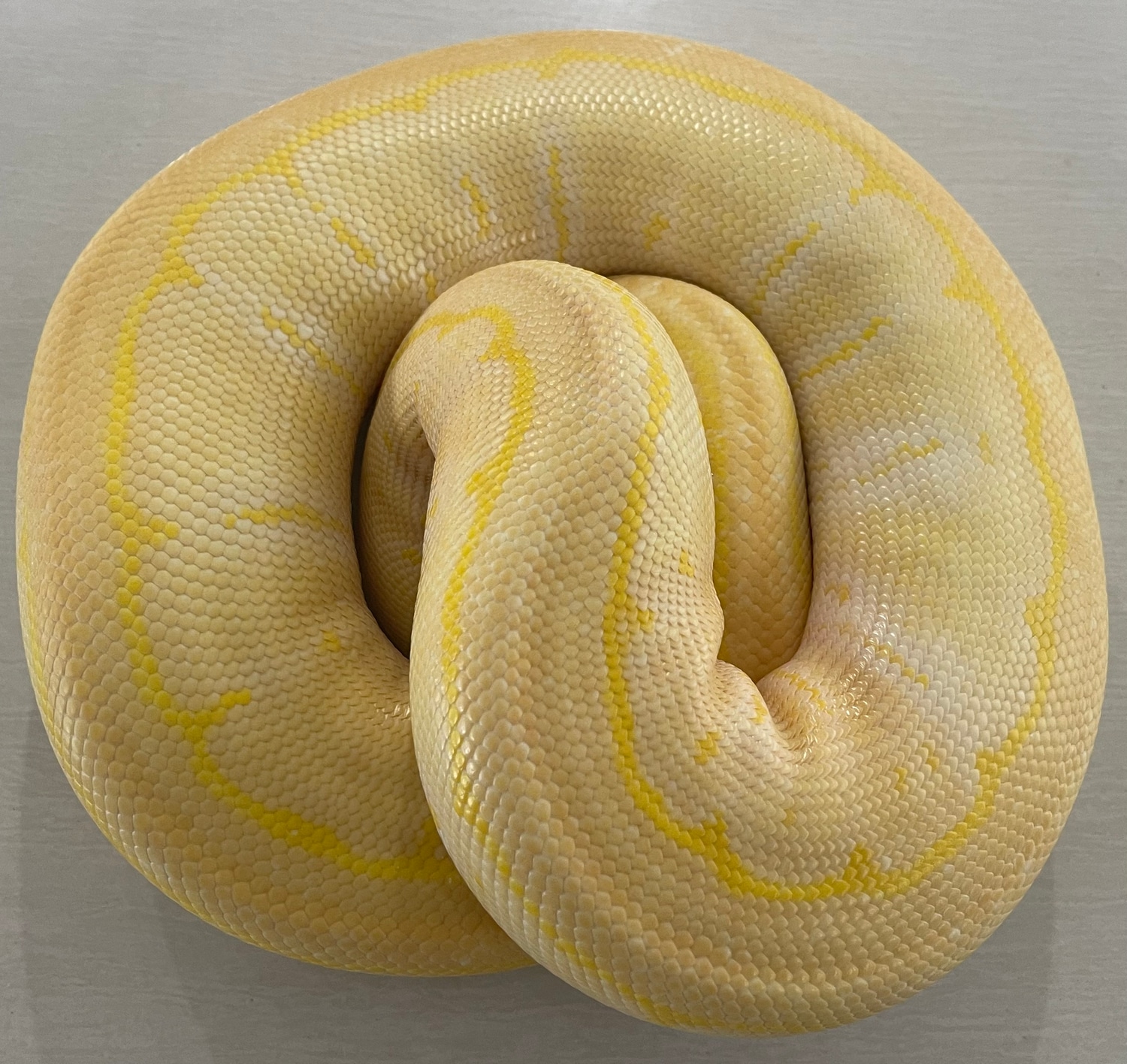 Albino Pinstripe Ball Python by RAN Morphs - MorphMarket