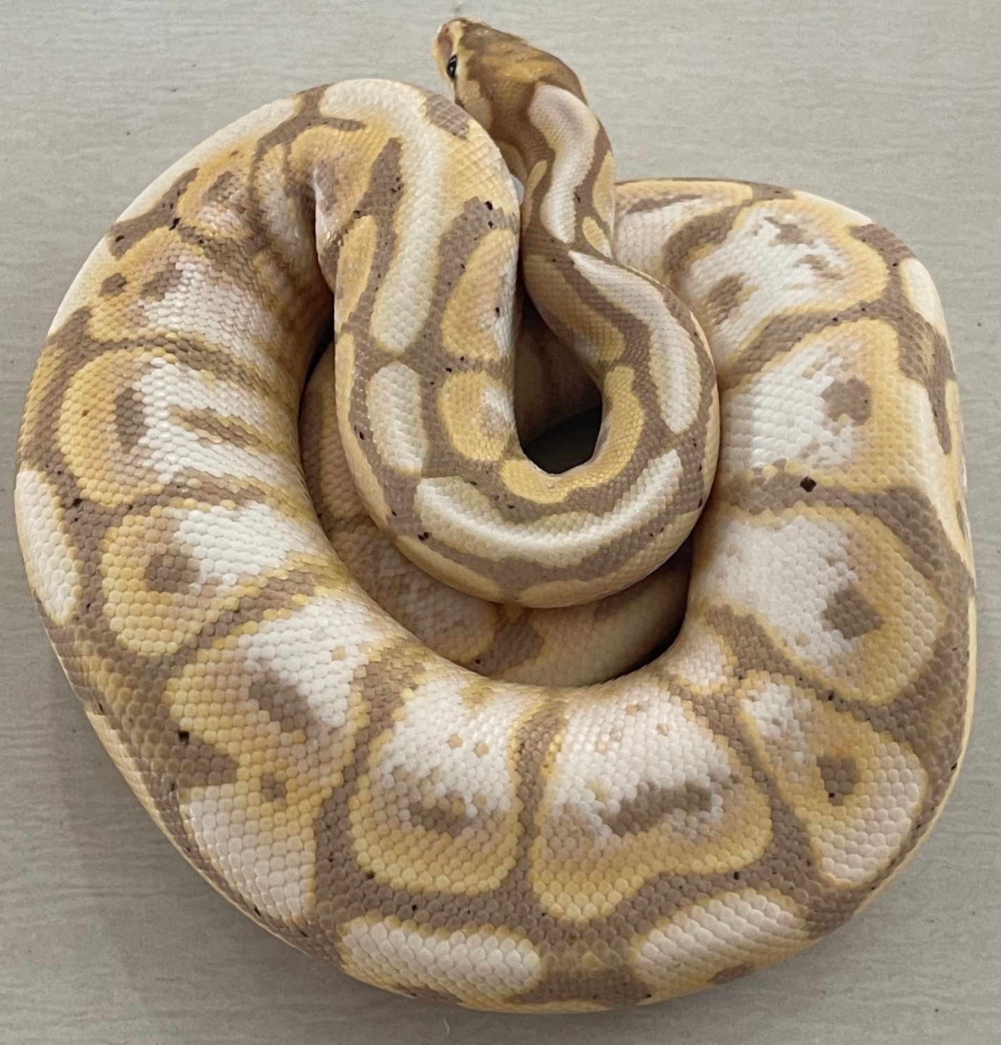 Banana Black Pastel Spider Ball Python by RAN Morphs - MorphMarket