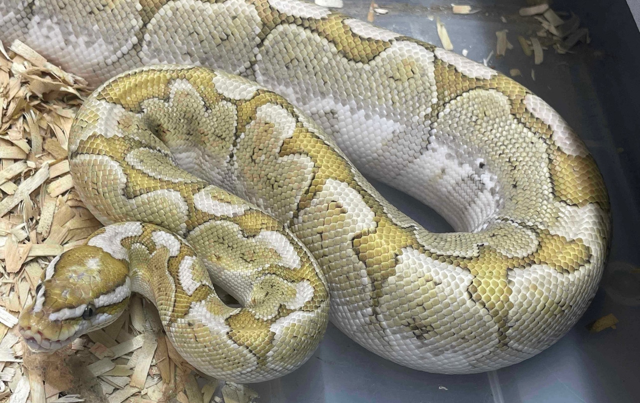 Bamboo Enchi Calico 66% Het Pied Ball Python by RAN Morphs - MorphMarket