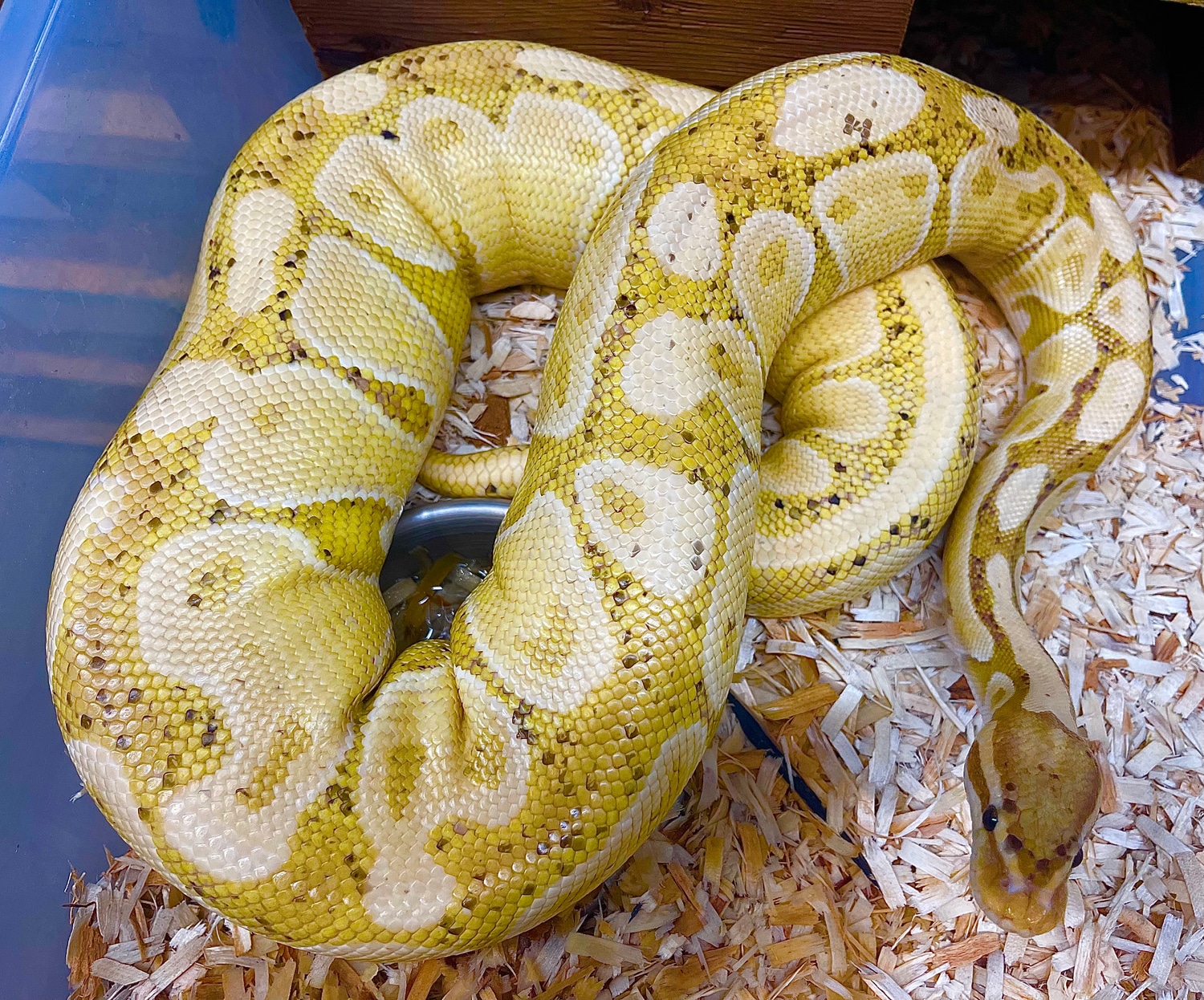 Banana Ball Python by RAN Morphs - MorphMarket
