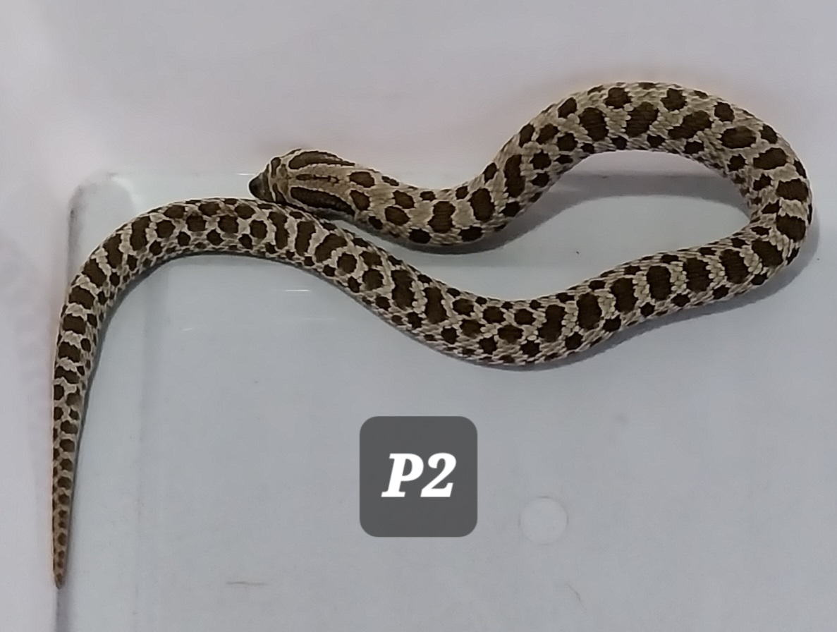 CB Normal 100% Pistachio Western Hognose by DnD Reptiles - MorphMarket