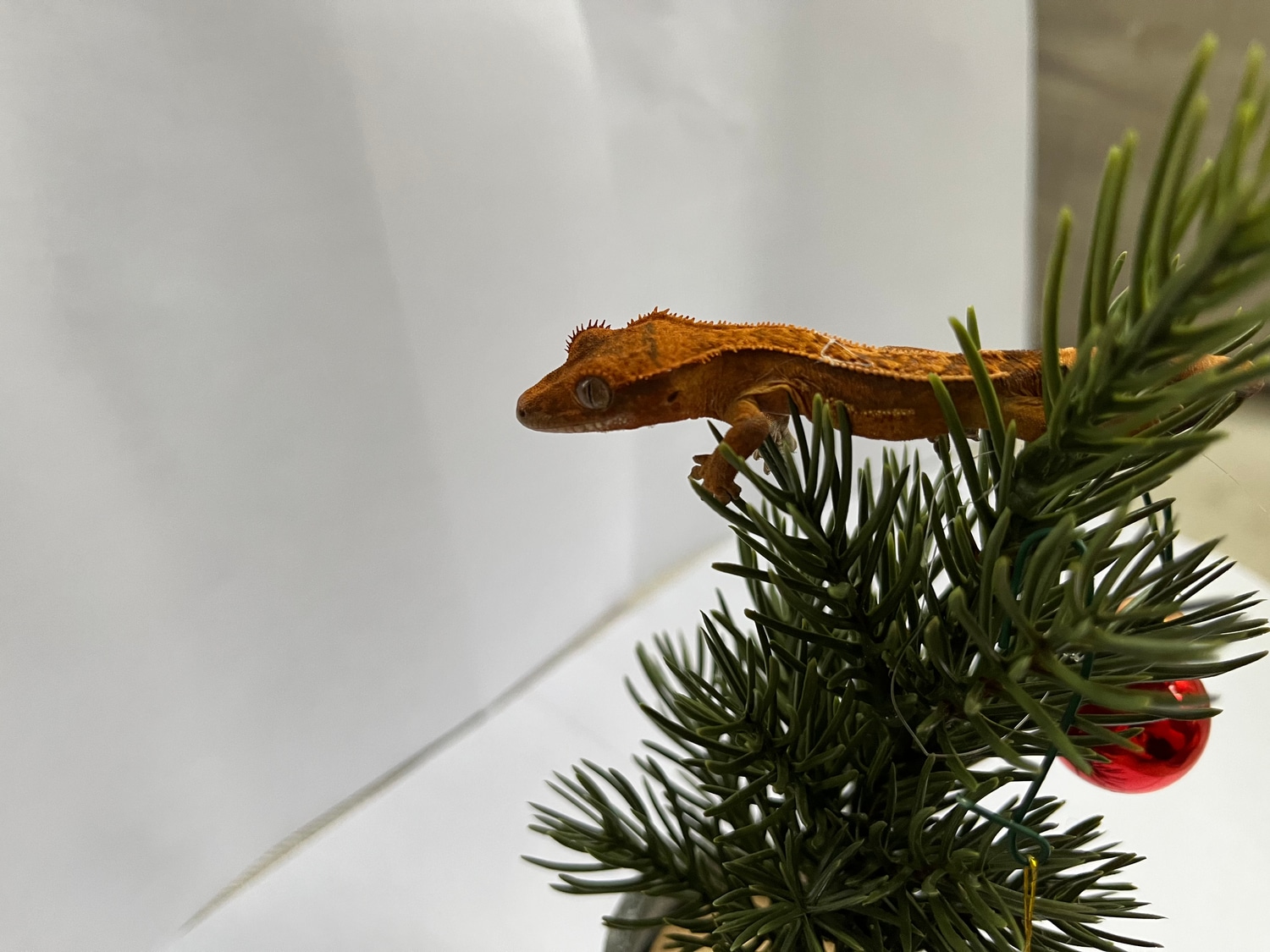 Orange And Yellow Partial Pinstripe Crested Gecko by Rapid Crested ...