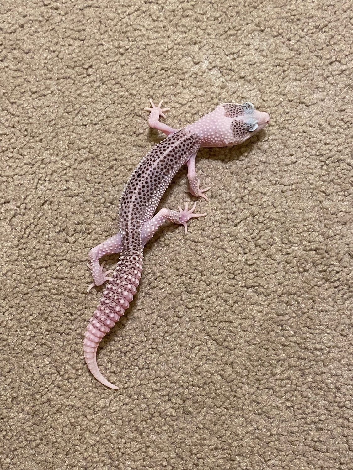 Galaxy - Super Snow Eclipse - Pied Leopard Gecko by Espresso Geckos ...