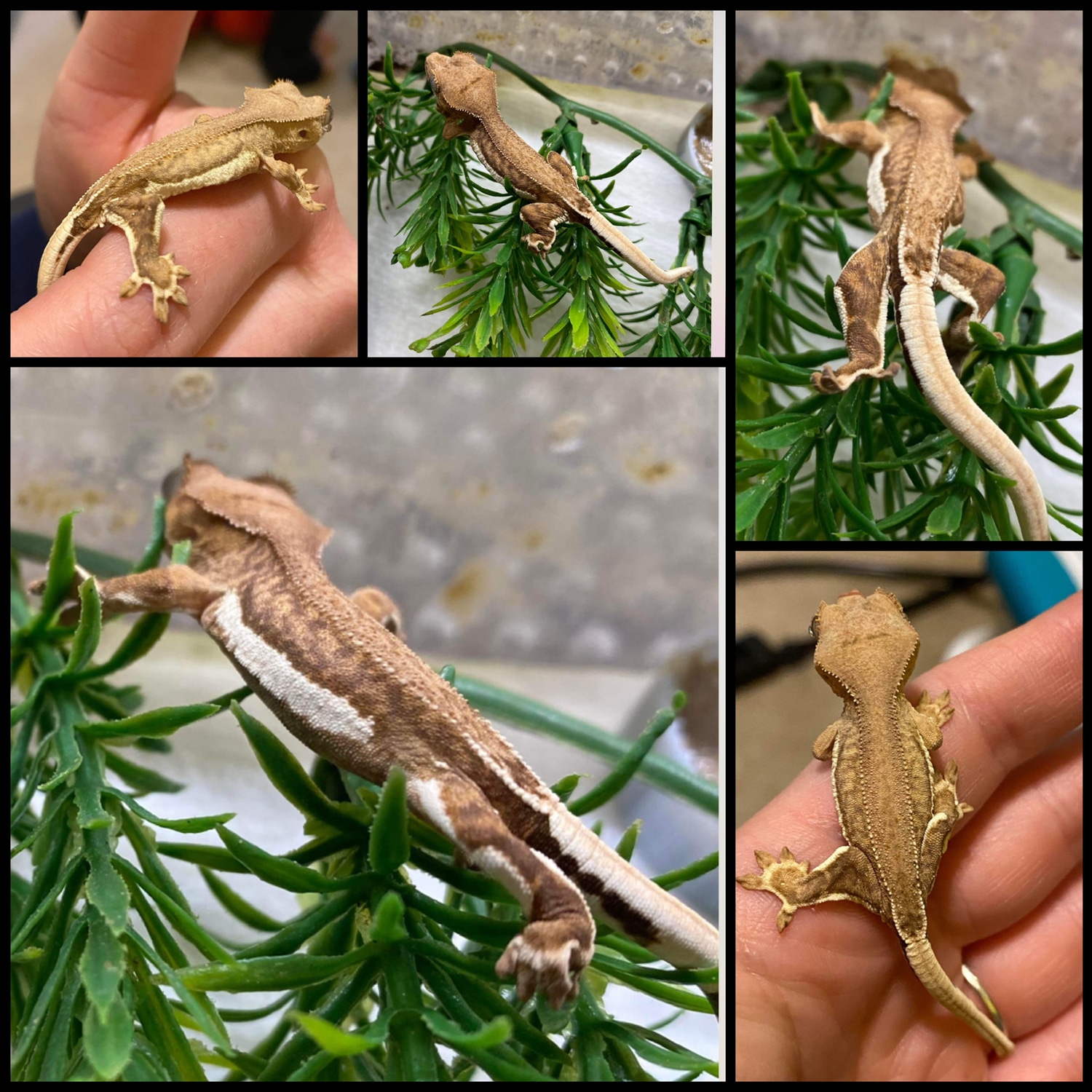 Yellow Phantom Lilly White Crested Gecko by Espresso Geckos & Exotics ...