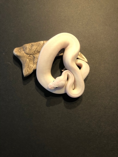 Lesser Butter Ball Python by Jurassic Scales