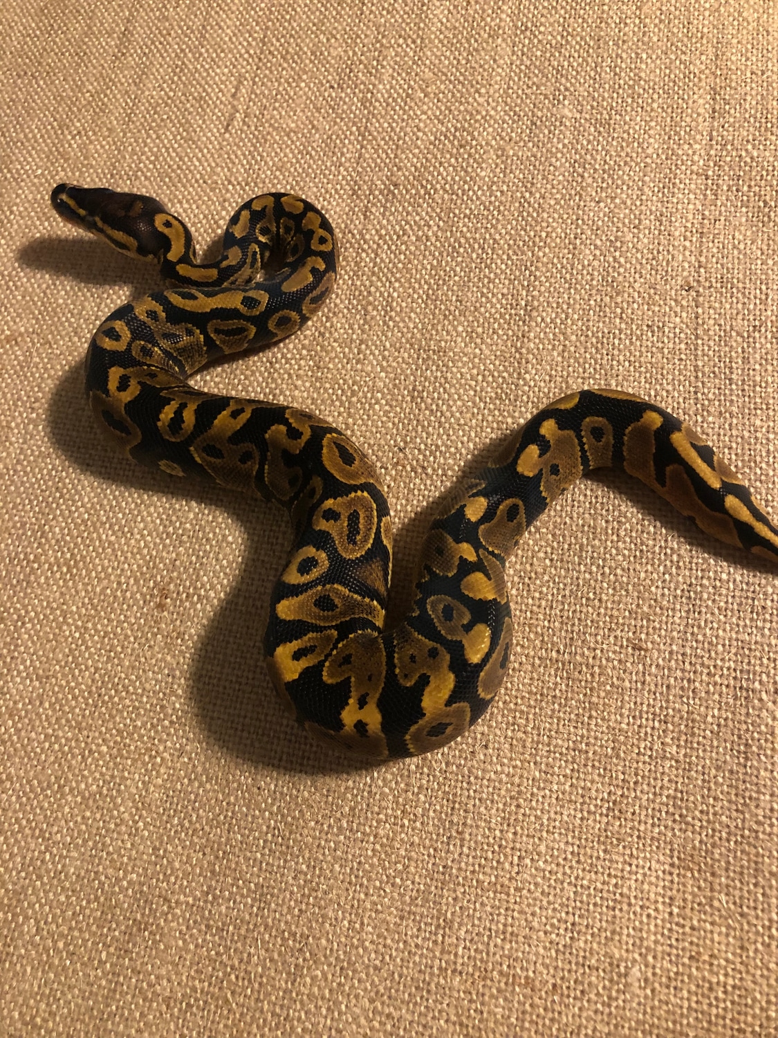 YB/Gravel Ball Python by Jurassic Scales - MorphMarket