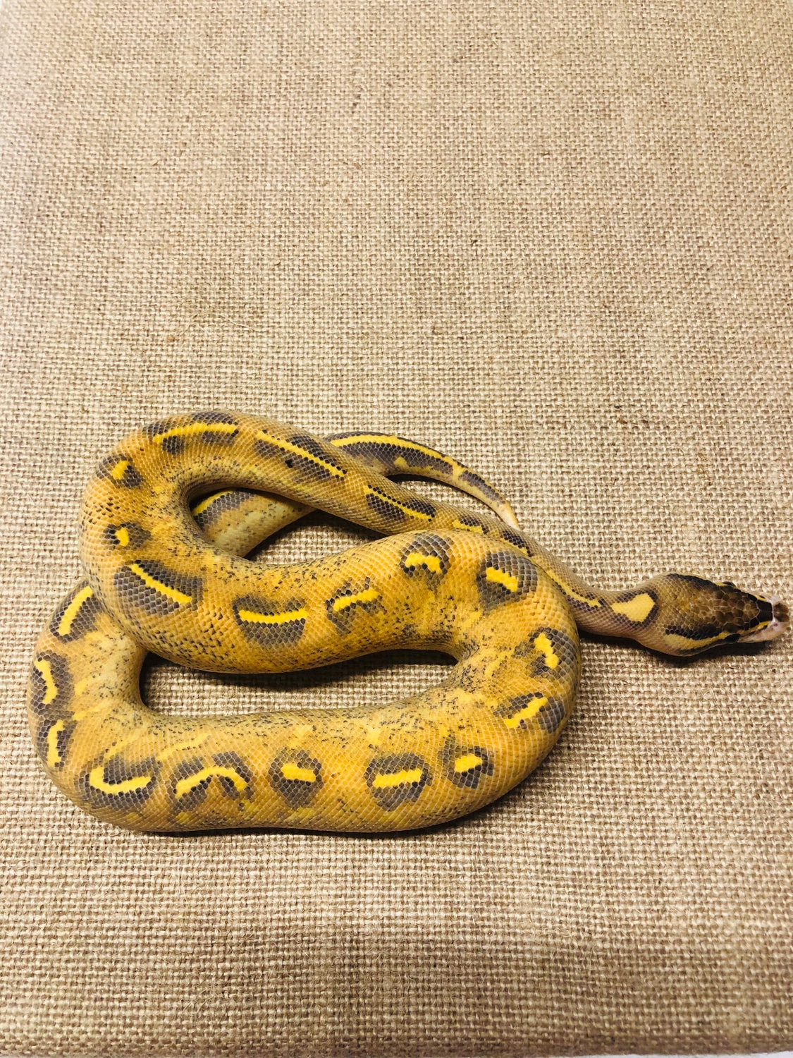 Highway Ball Python by Jurassic Scales - MorphMarket