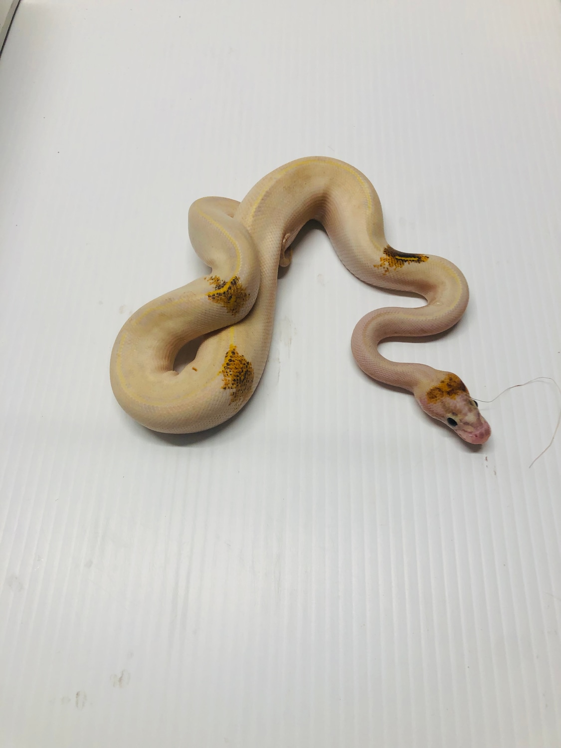 Ivory Paradox Ball Python by Jurassic Scales - MorphMarket