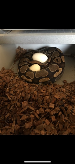 Het Albino Proven RTB Ball Python by Jurassic Scales
