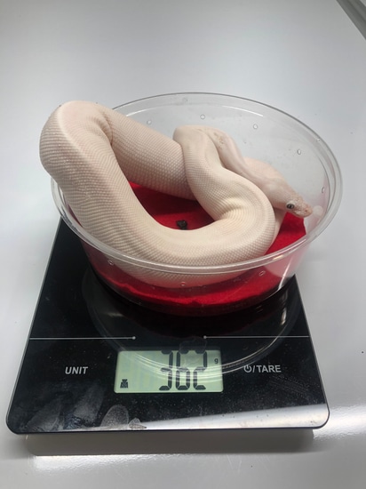 Mojave Russo Ball Python by Jurassic Scales