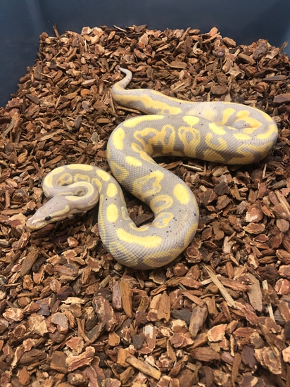 Banana Black Pastel Orange Dream Het Pied RTB Ball Python by Jurassic ...
