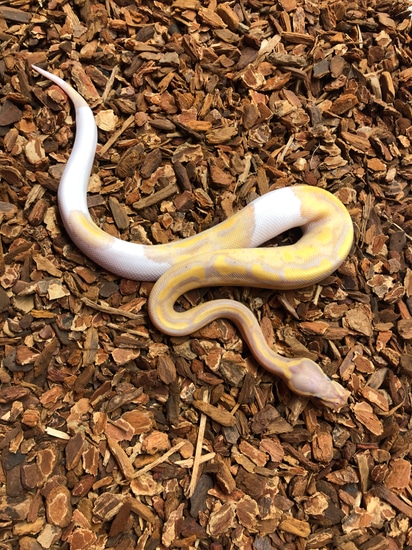Banana OD Pied Ball Python by Jurassic Scales