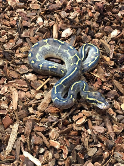 Enchi Freeway Ball Python by Jurassic Scales