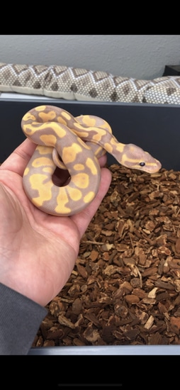 Super Orange Dream Banana Het Pied Ball Python by Jurassic Scales