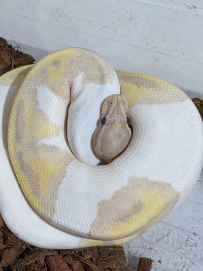Super Banana Orange Dream Pied Pos Het Hypo Ball Python by Jurassic Scales