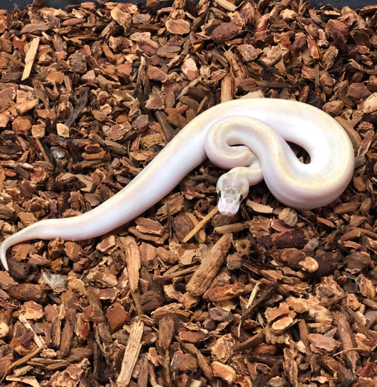 Ivory Enchi Hatchling And Adult Enchi Pair Ball Python by Jurassic Scales