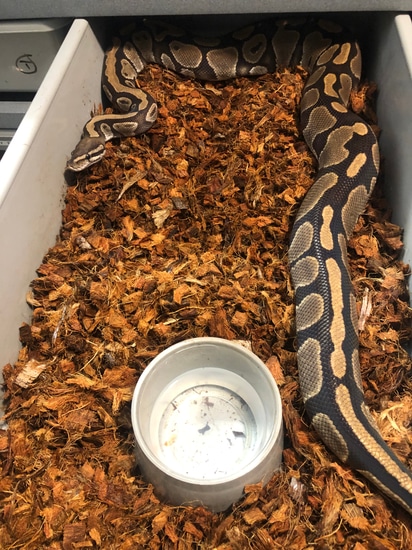 Het Pied Ball Python by Jurassic Scales