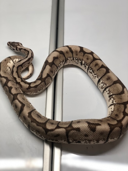 VPI Axanthic Spider Pastel Ball Python by Jurassic Scales