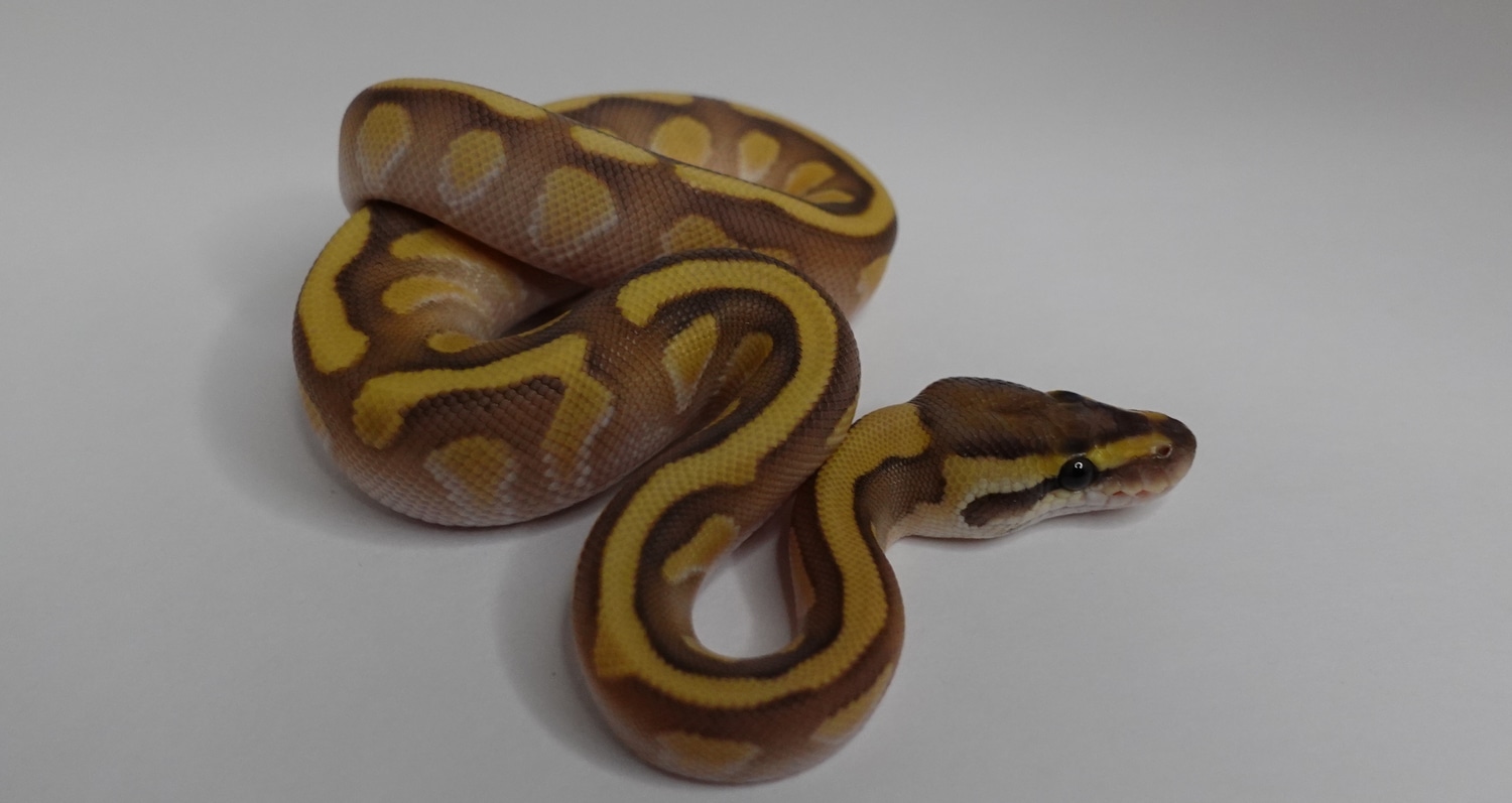 Fire Lesser Het Clown Ball Python by Rare Brew Reptiles - MorphMarket
