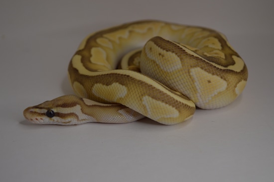 Coral Glow Lesser Het Clown Ball Python by Rare Brew Reptiles