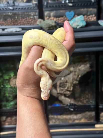 FEMALE 392g Super Pastel Banana Clown Ball Python by Green Thumb Exotics
