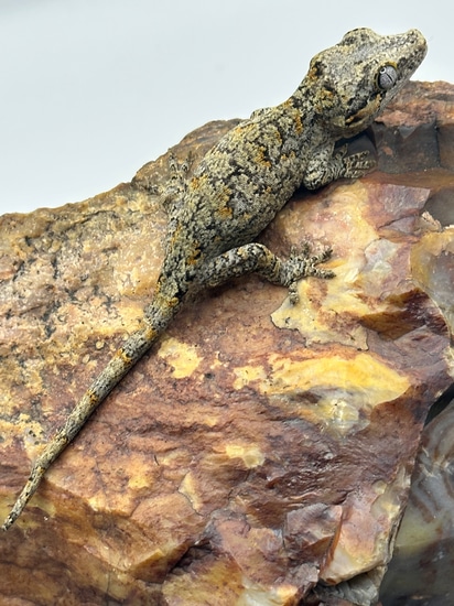 Reticulous X Orangina C2G2 Gargoyle Gecko by Green Thumb Exotics