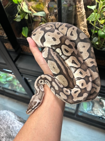 Super Pastel TSK Axanthic RTB Ball Python by Green Thumb Exotics