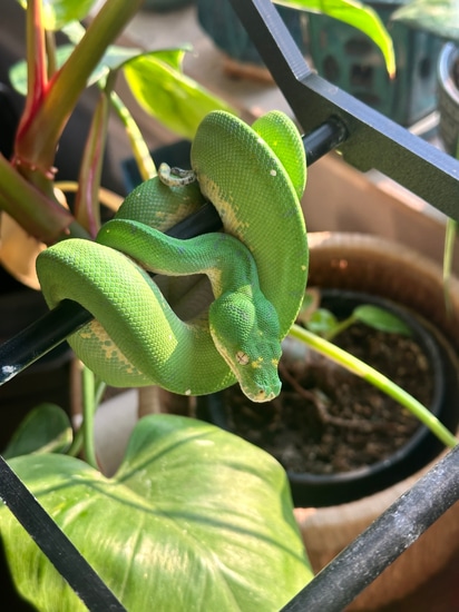 USCBB Maurake/Jayapura Green Tree Python by Green Thumb Exotics