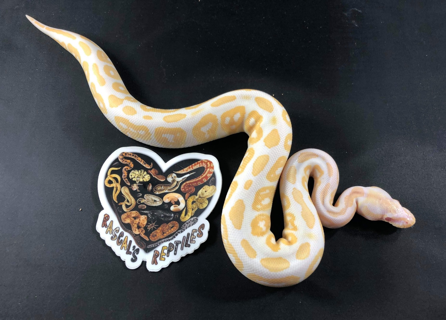 Black Pastel Albino Ball Python by Rascals Reptiles - MorphMarket