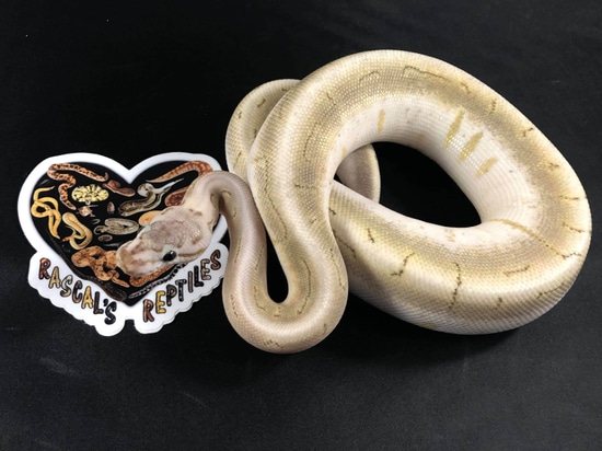 Bamboo Spider Pin Pastel Het Hypo Ball Python by Rascals Reptiles