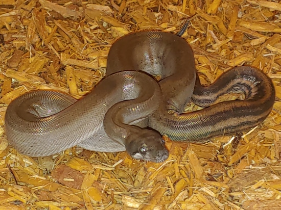 Eclipse Het Kahl Albino Boa Constrictor by Rascals Reptiles