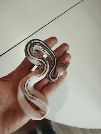 Cinnamon Pastel Fire 100% Dh Clown Piebald Ball Python by Ag-royal-morph