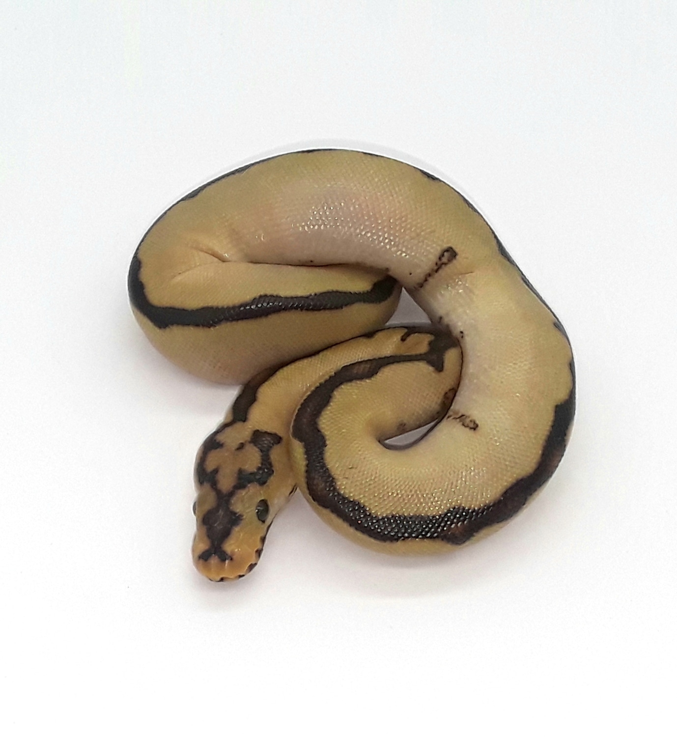 Yellow Belly Spider Clown Ball Python by Joe Rasmussen Reptiles - MorphMarket