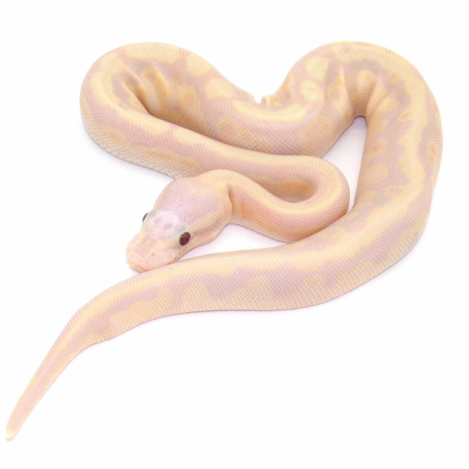 Banana Vanilla Cream Probable Lesser Ball Python by Joe Rasmussen ...