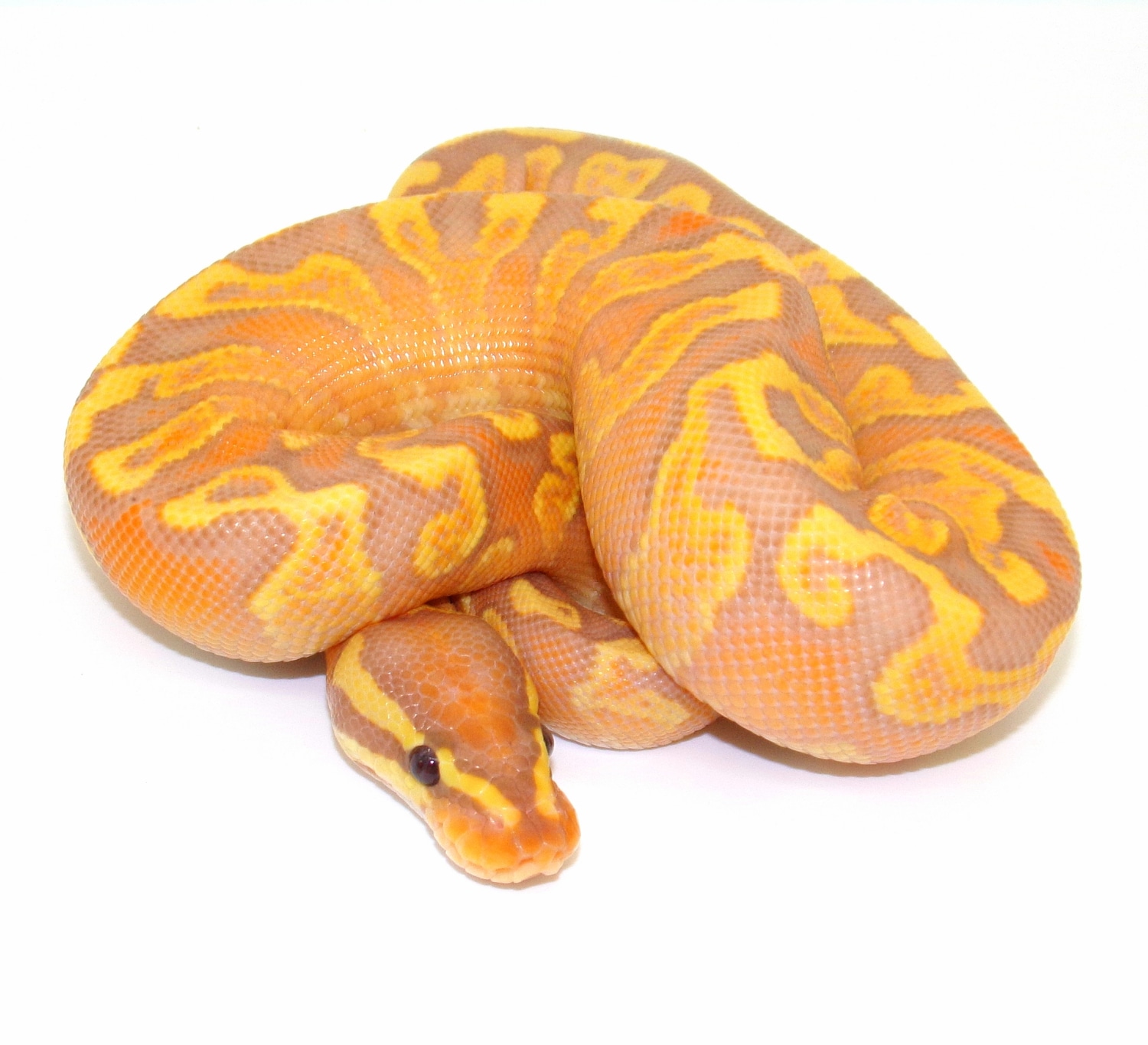 GHI Banana Enchi Yellow Belly Ball Python by Joe Rasmussen Reptiles ...