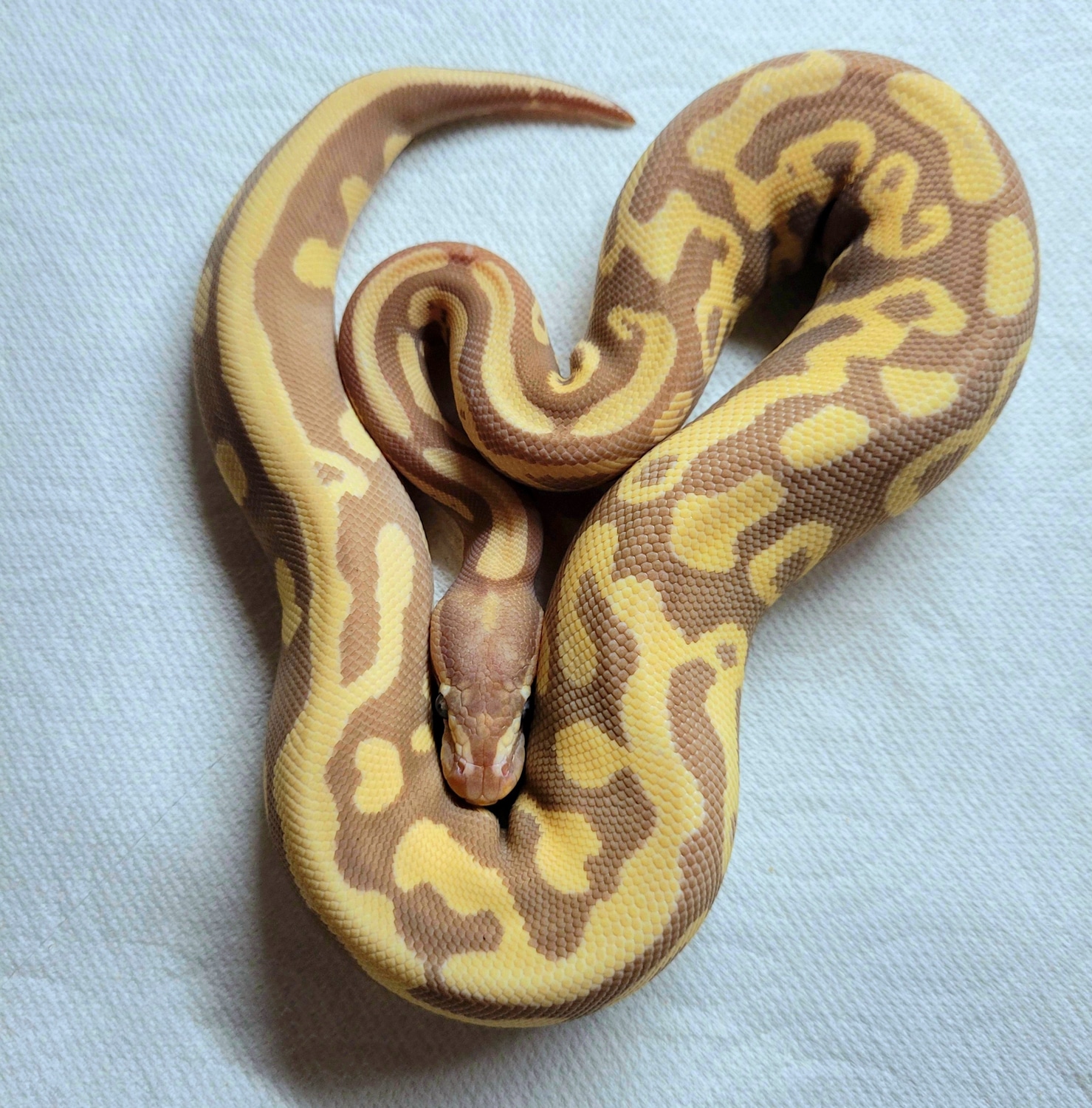 Banana Leopard Mojave Ball Python by Joe Rasmussen Reptiles - MorphMarket