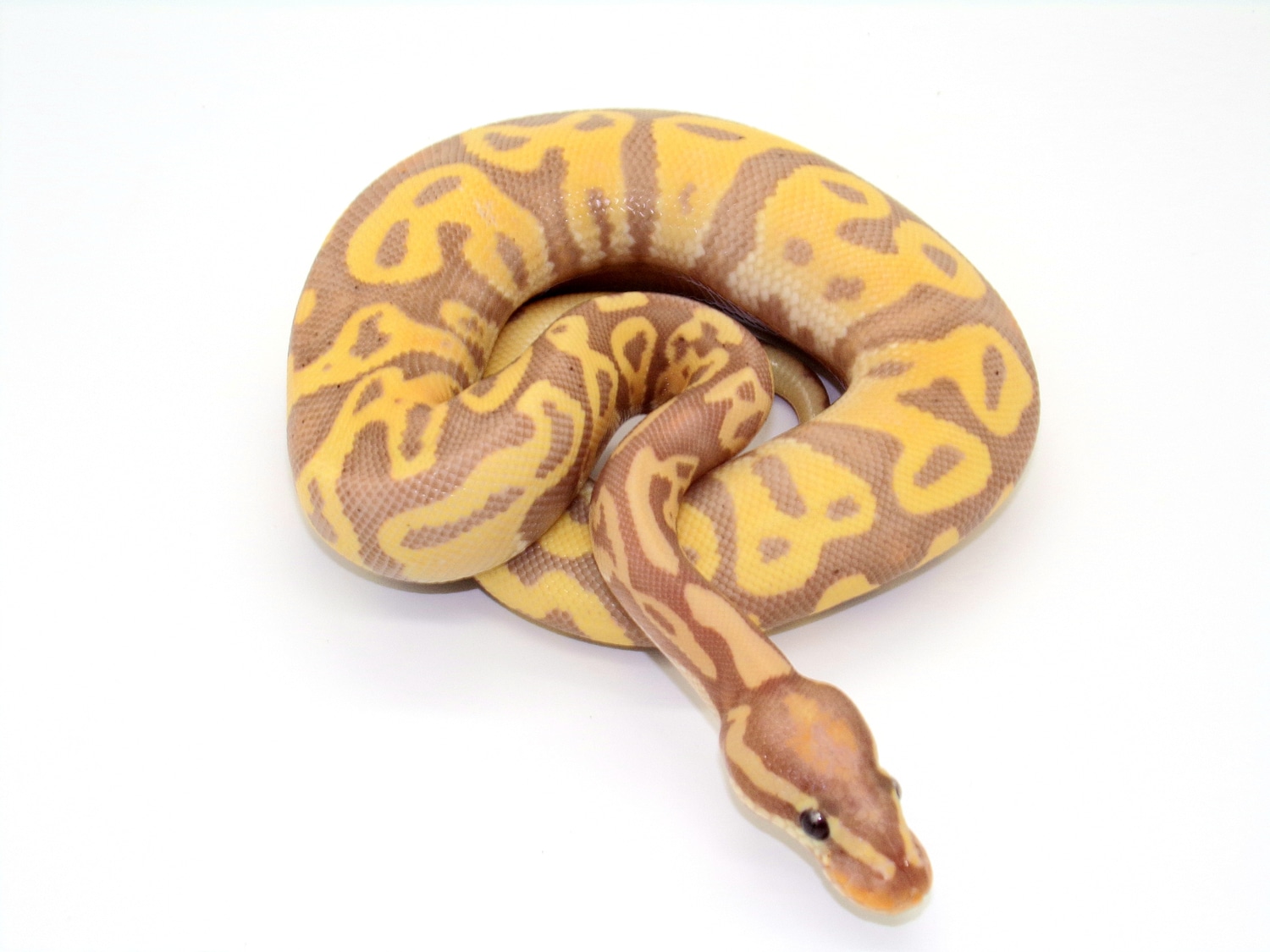Banana Leopard Ball Python by Joe Rasmussen Reptiles - MorphMarket