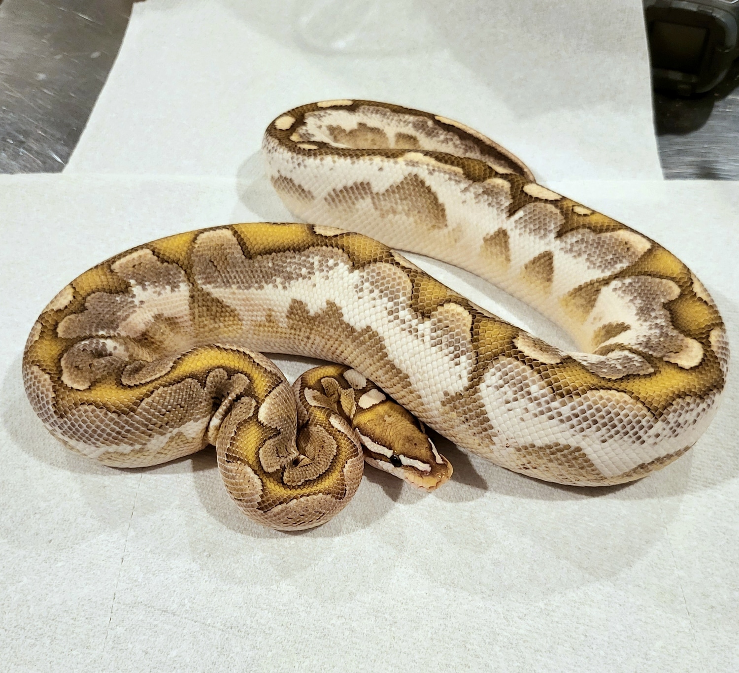 Bamboo Sugar Ball Python by Joe Rasmussen Reptiles - MorphMarket