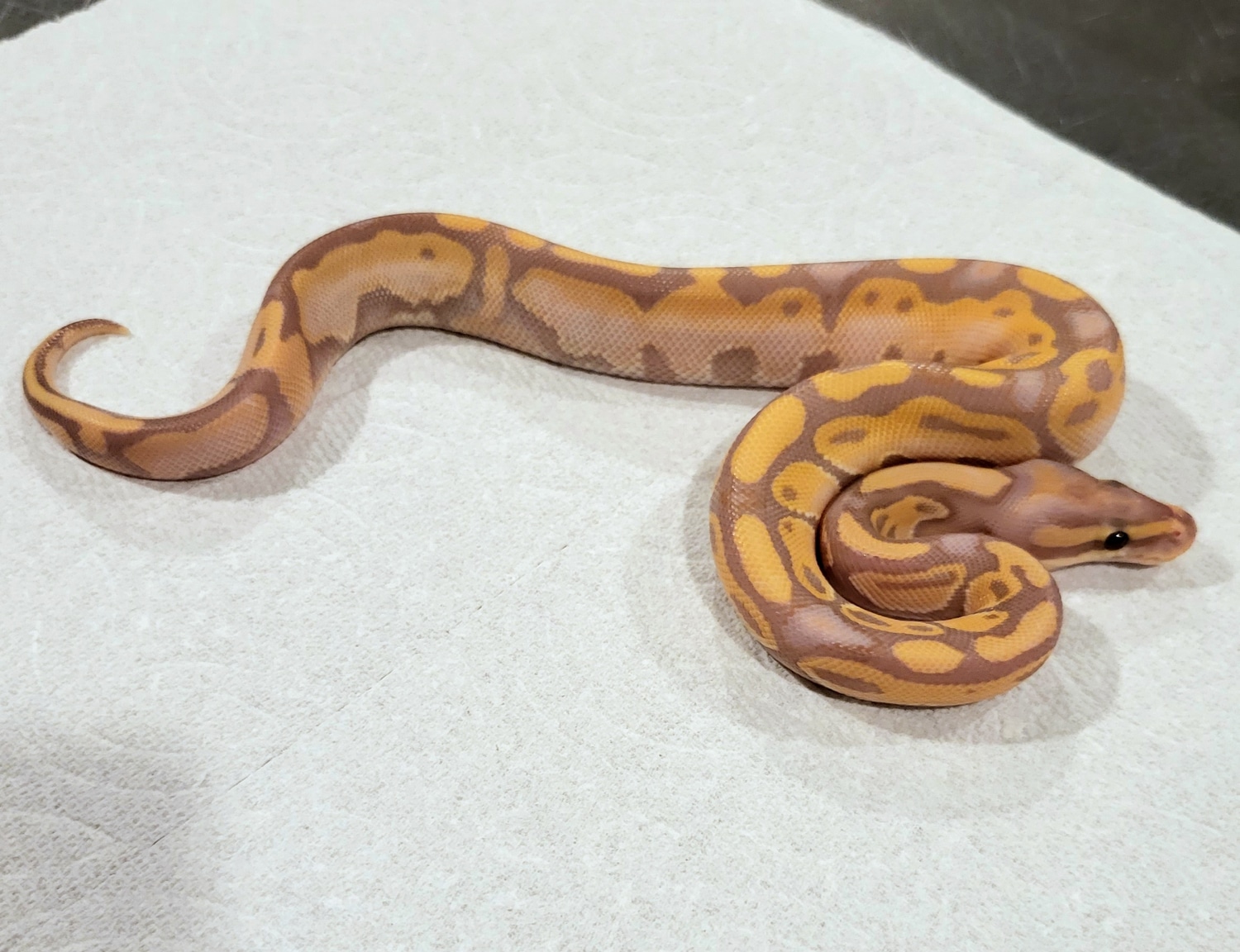 Banana Calico Poss Orange Dream Ball Python by Joe Rasmussen Reptiles ...