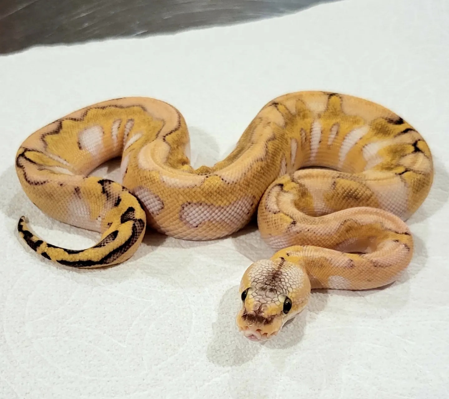 Champagne Leopard Enchi Orange Dream Yellowbelly Pastel Poss Het Pied ...