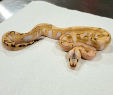 Champagne Leopard Enchi Orange Dream Yellowbelly Pastel Poss Het Pied ...