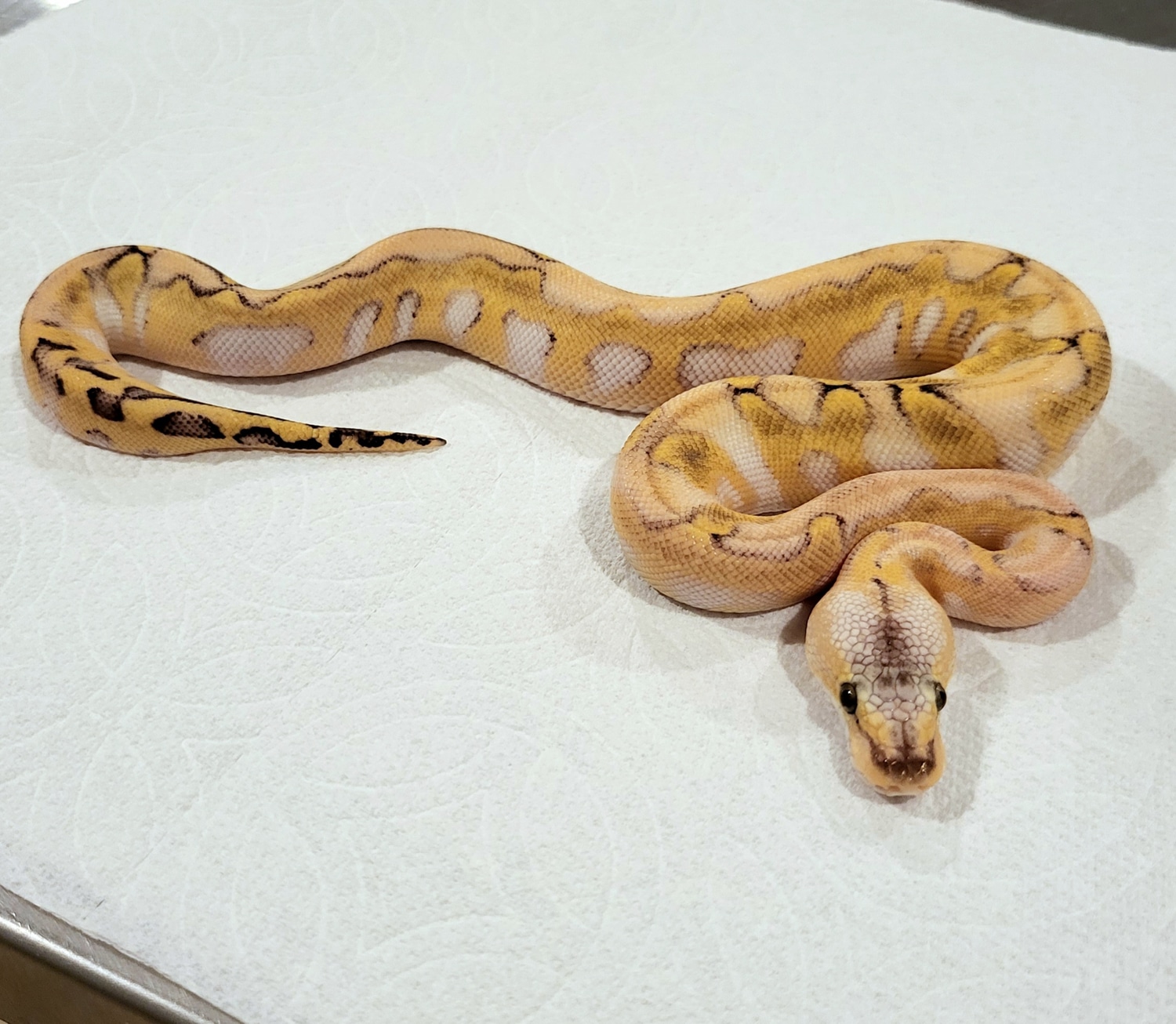 Champagne Leopard Enchi Orange Dream Yellowbelly Pastel Poss Het Pied ...