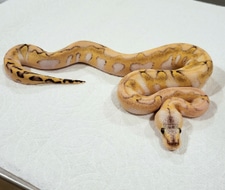 Champagne Leopard Enchi Orange Dream Yellowbelly Pastel Poss Het Pied ...
