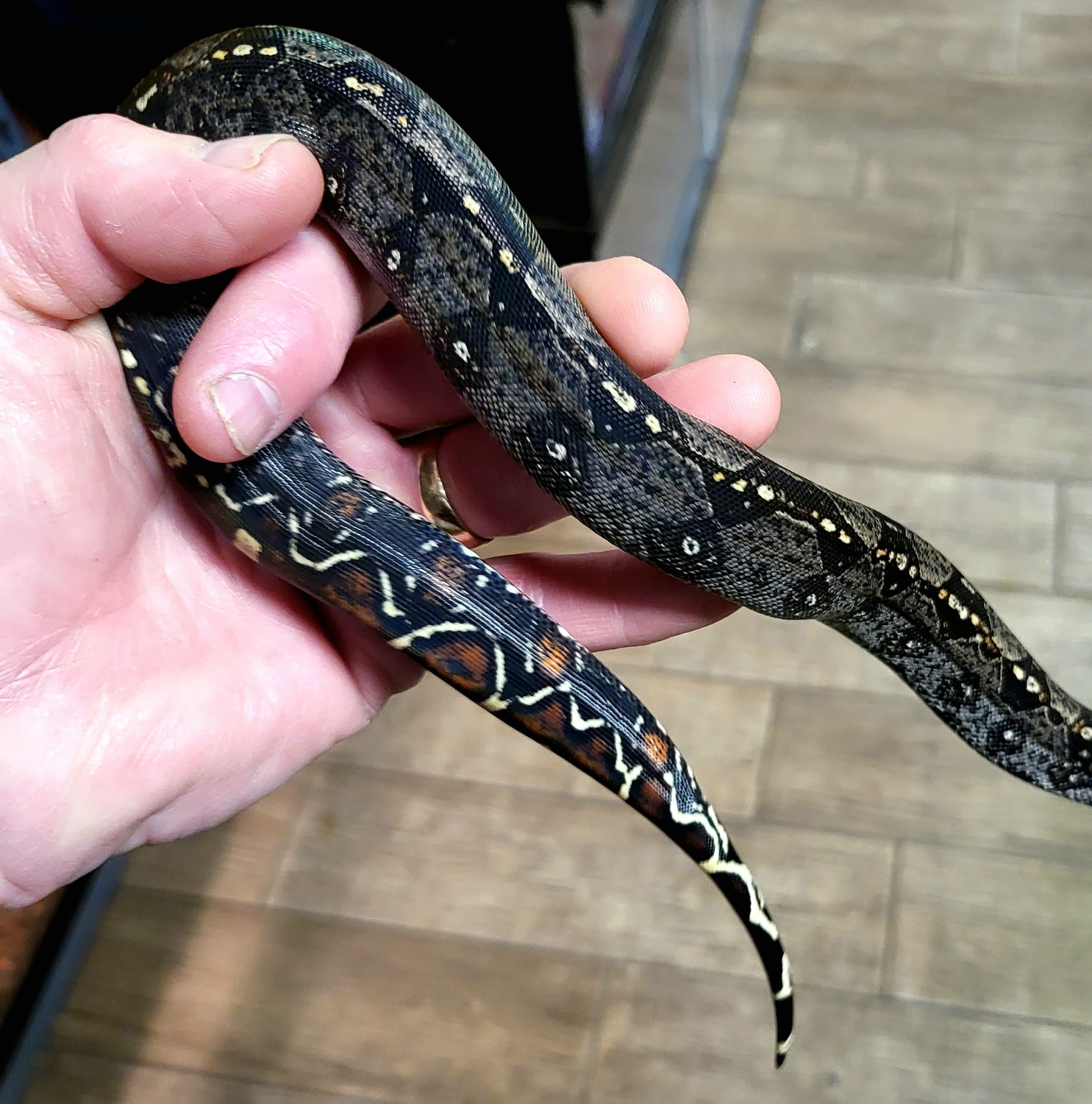 Black IMG Costa Rican Het Leopard Boa Constrictor by Joe Rasmussen ...