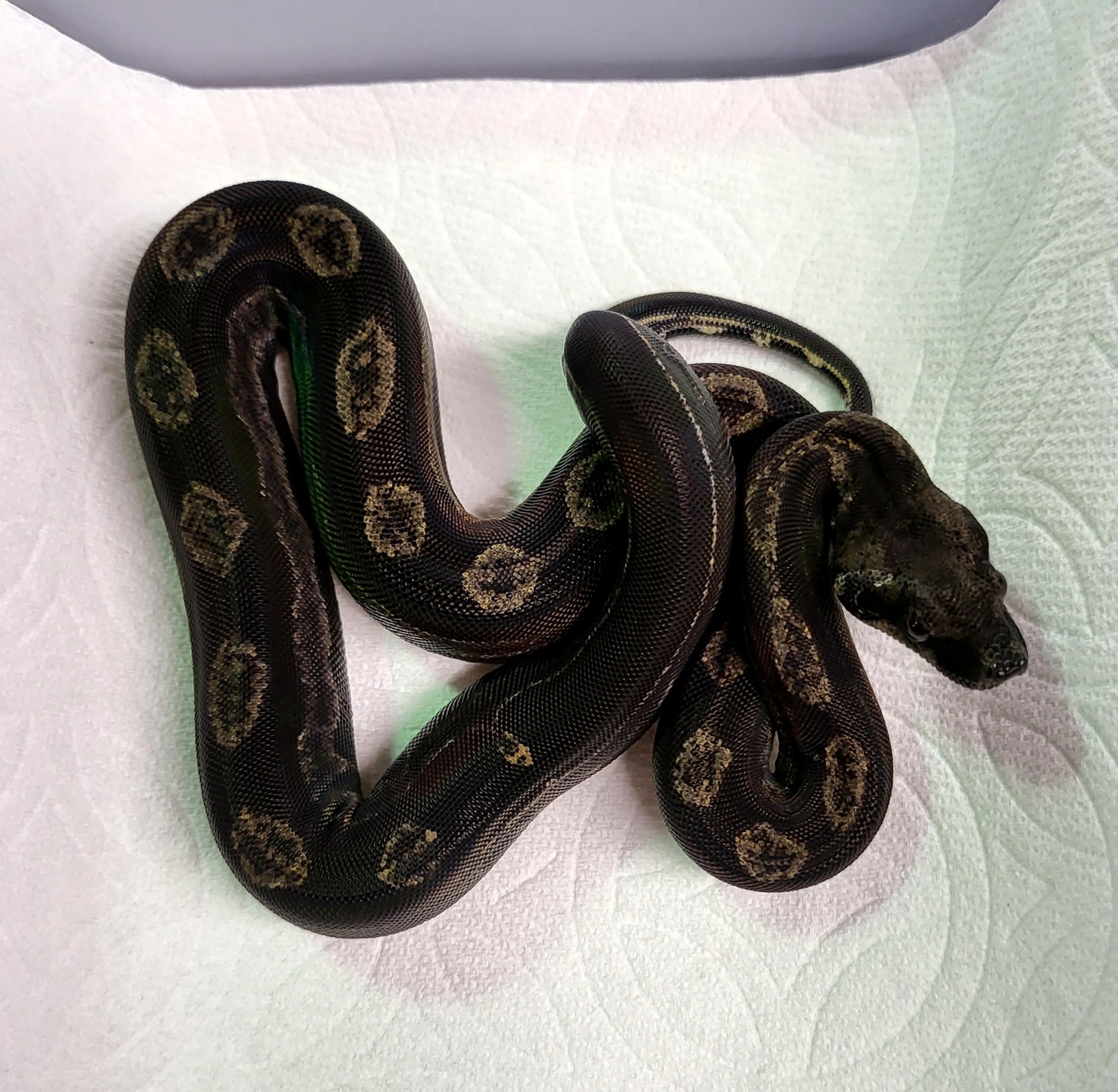 Black Motley IMG Costa Rican Het Leopard Boa Constrictor by Joe ...