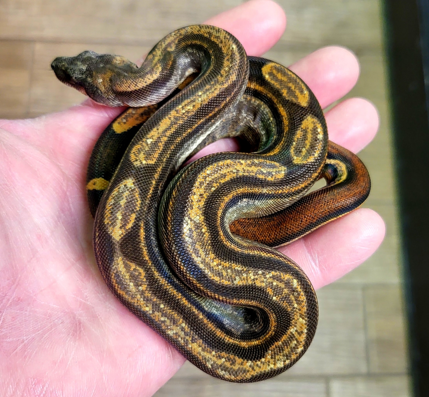 Black Motley Het Leopard Poss IMG Boa Constrictor by Joe Rasmussen ...