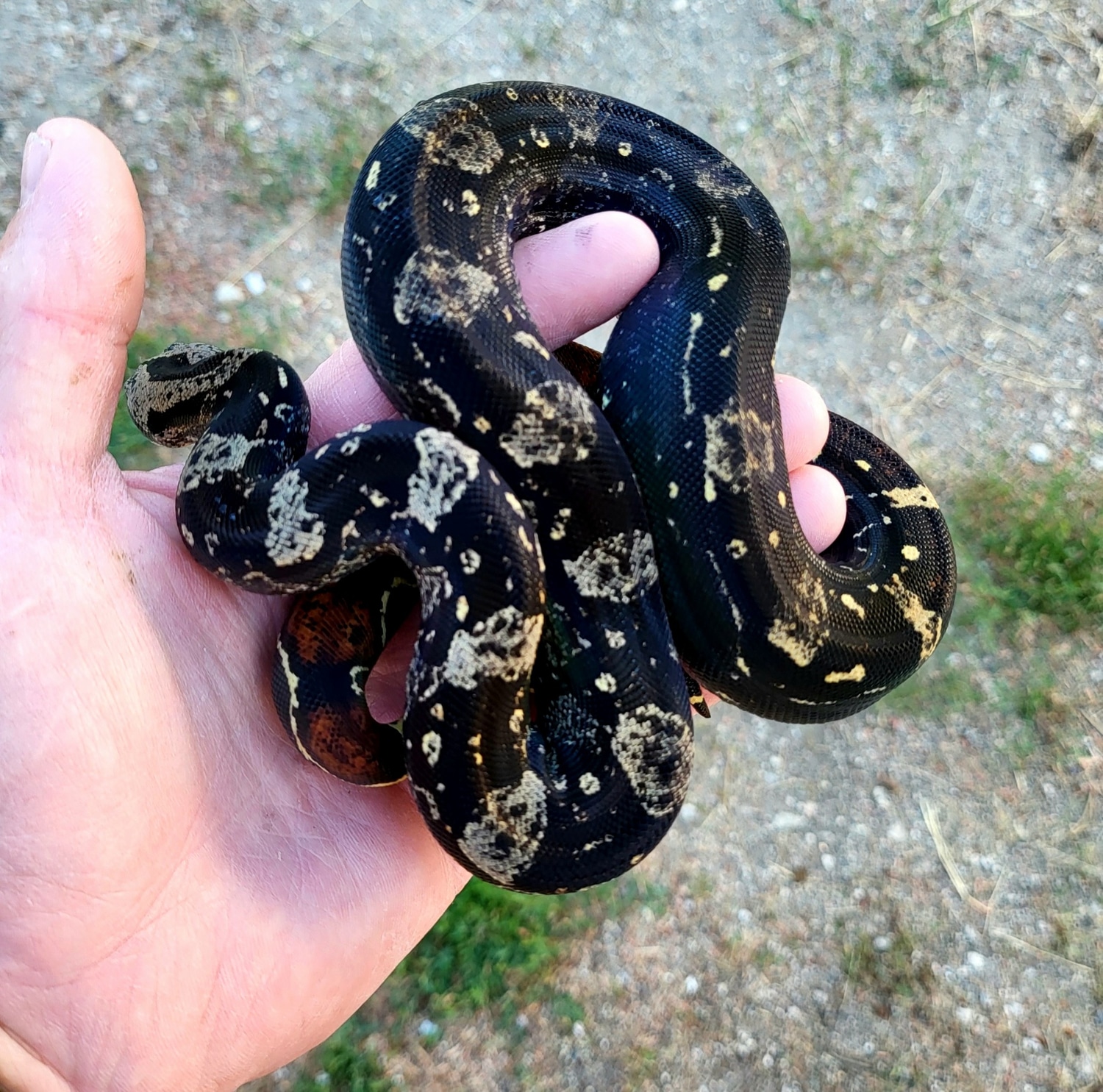 Costa Rican IMG Boa Constrictor by Joe Rasmussen Reptiles - MorphMarket